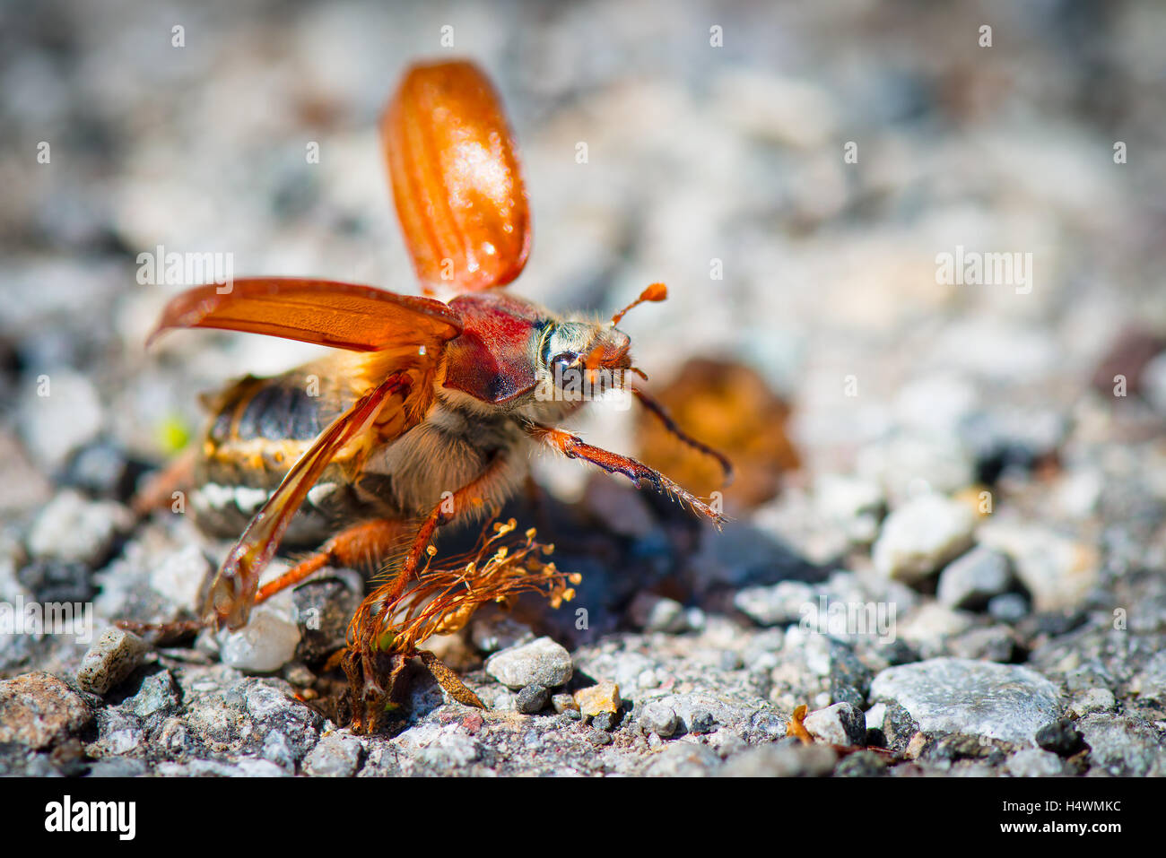 Cockchafer with open wings on the ground Stock Photo - Alamy