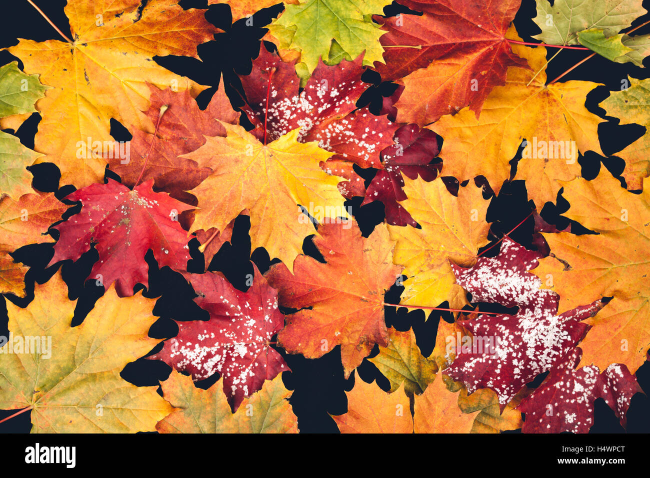 autumn leaf on black background Stock Photo - Alamy