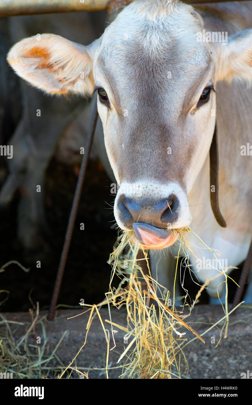 Italian cow eats hay on the farm Stock Photo - Alamy