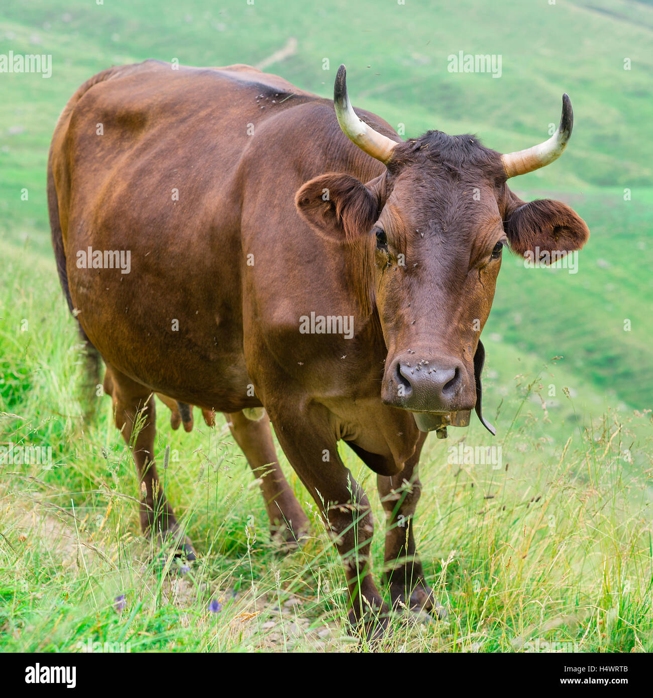 Cow in a mountain pasture Stock Photo - Alamy