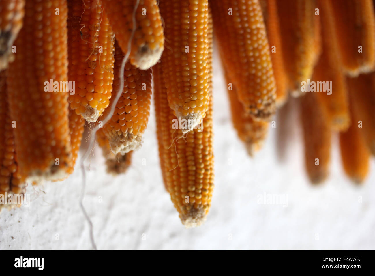 Row of hanging Dry corn cob Stock Photo - Alamy