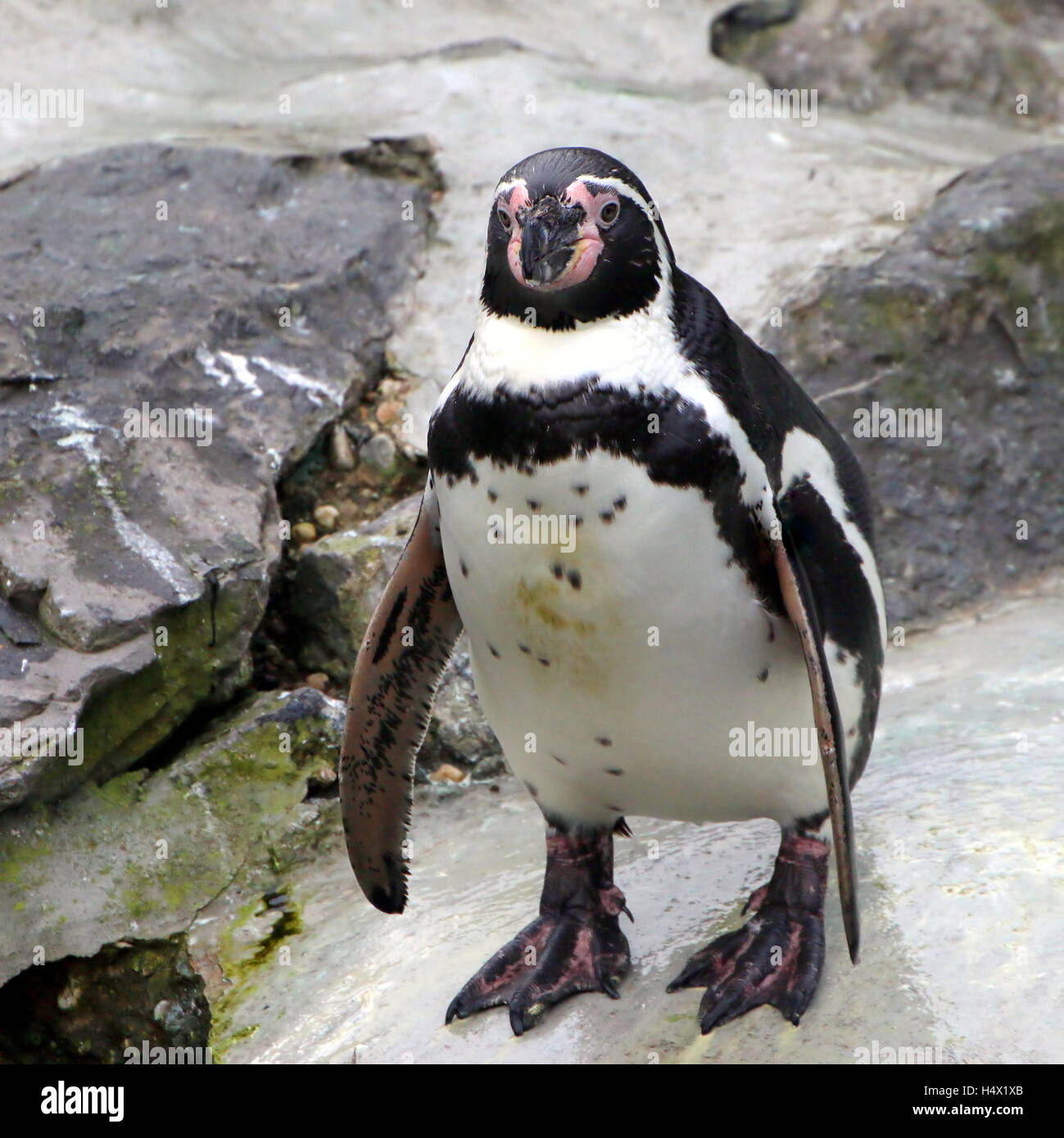 Morbidly Obese Penguin
