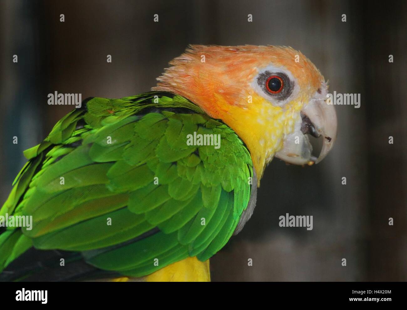 Pionites leucogaster leucogaster hi-res stock photography and images ...