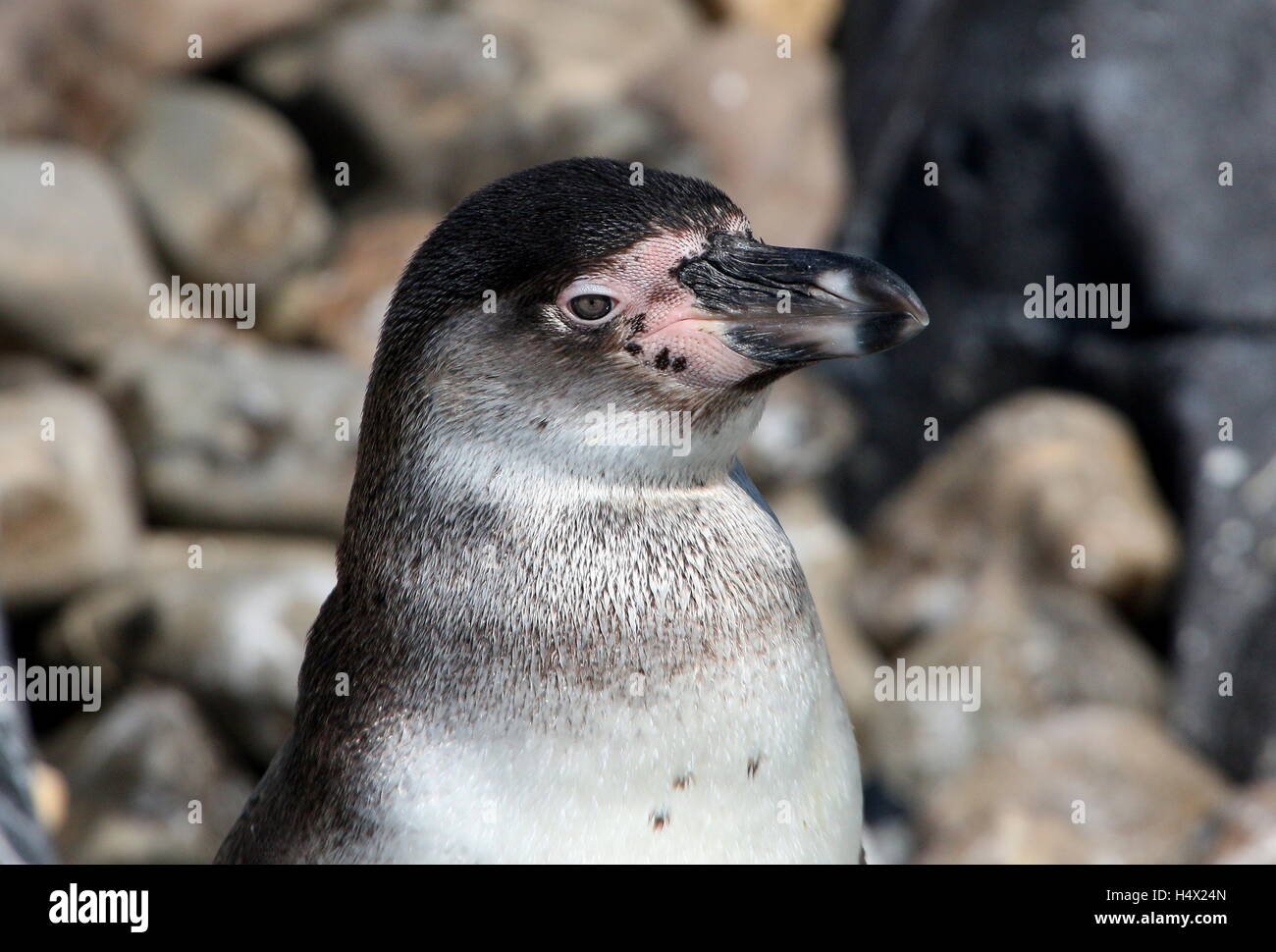Adolescent South American Humboldt Penguin (Spheniscus humboldti ...