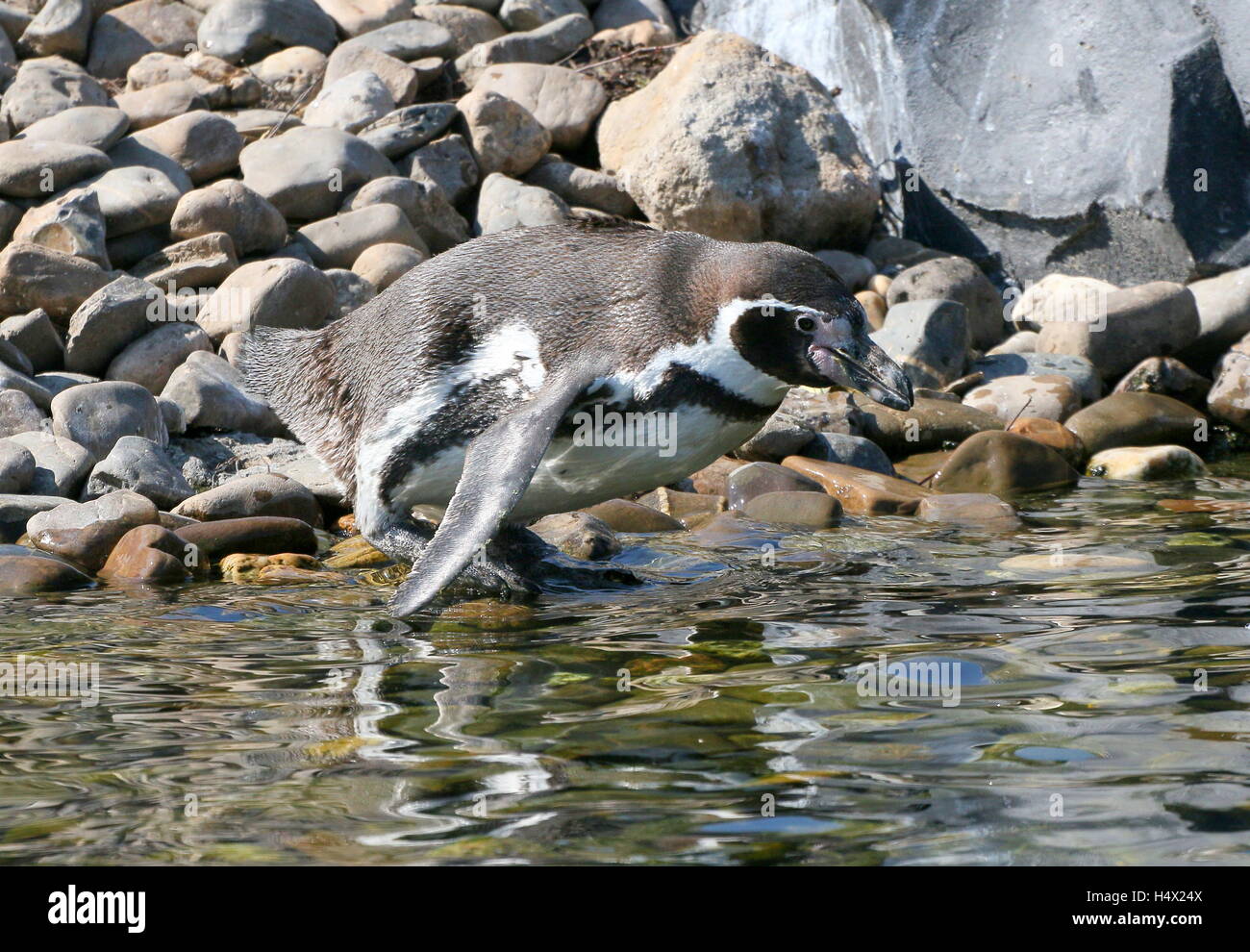 Penguin diving into the water hi-res stock photography and images - Alamy