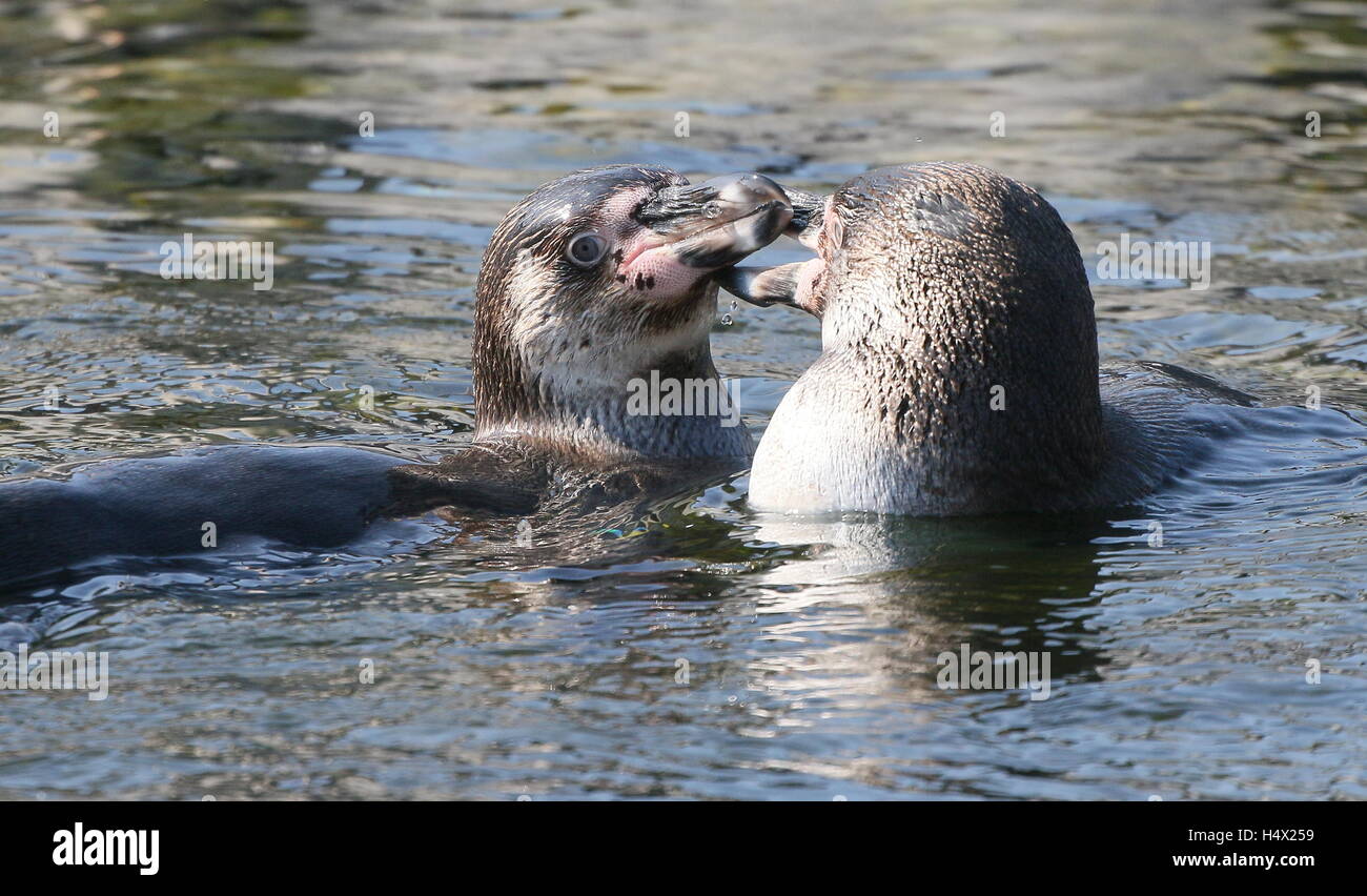 Playful Humboldt or Peruvian Penguins (Spheniscus humboldti) swimming ...