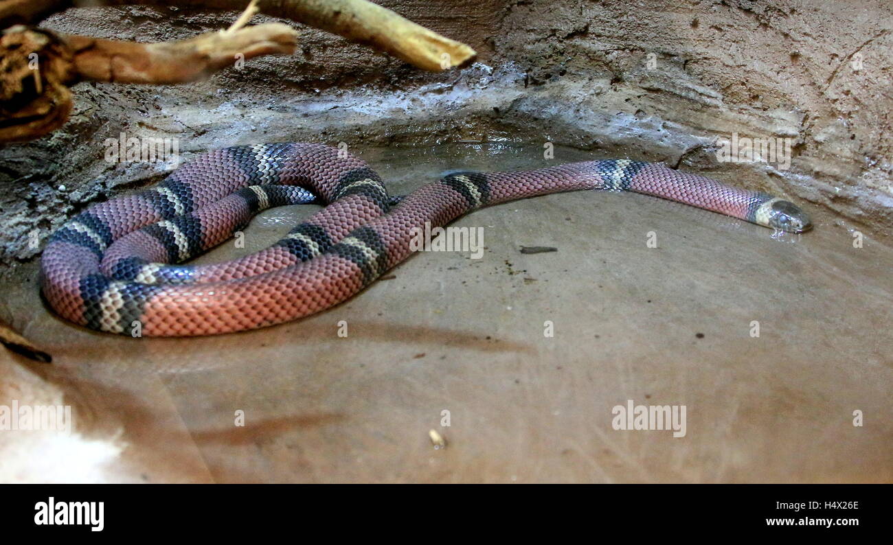 Mexican Milkshake Snake