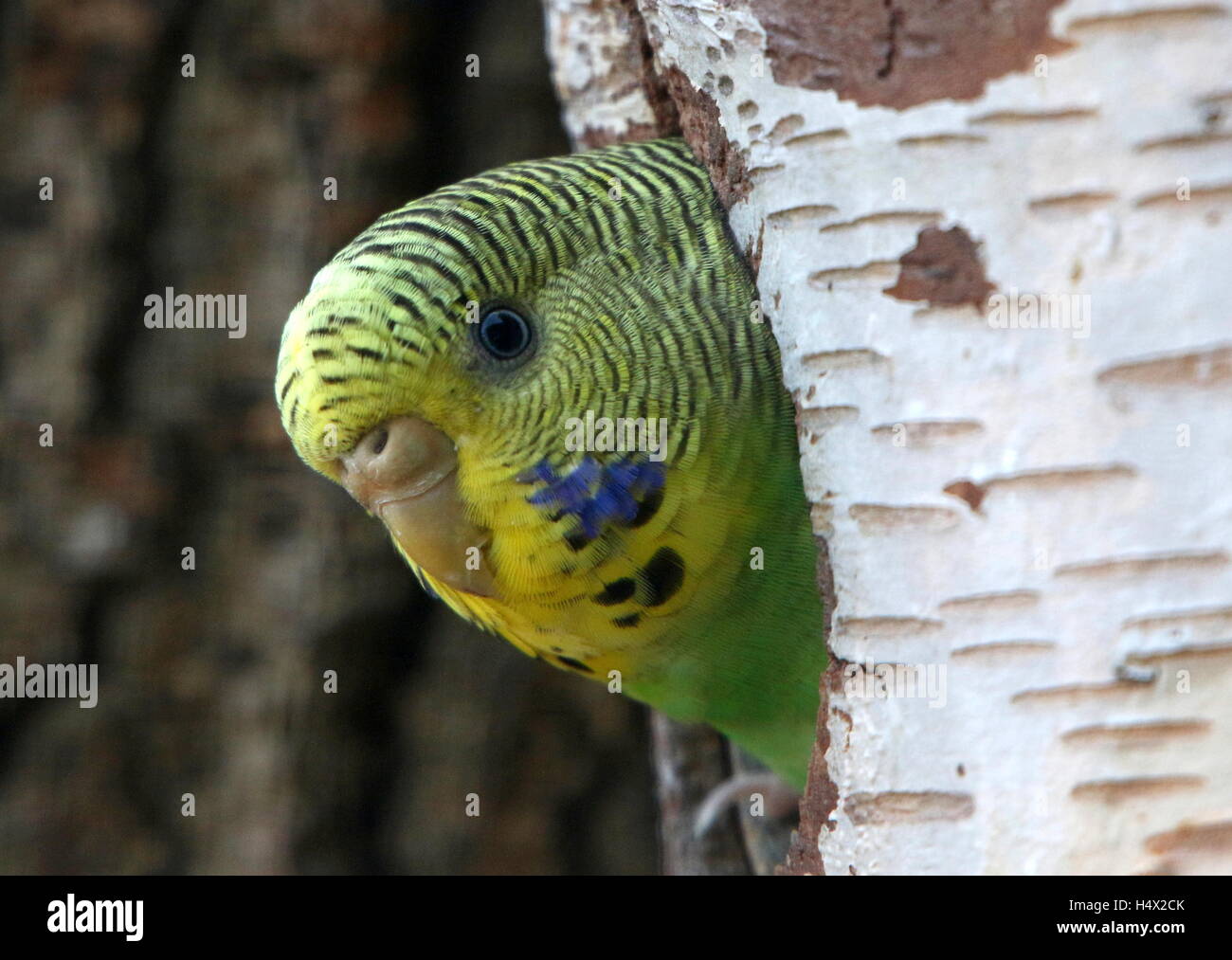 Female Australian Budgerigar Parakeet (Melopsittacus undulatus) peeping ...