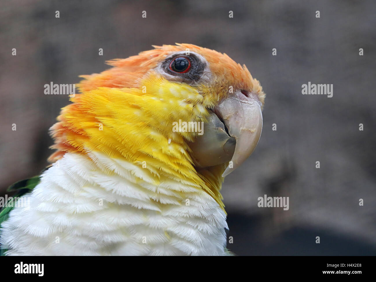 Green thighed Parrot (Pionites leucogaster) a.k.a. White bellied Caique ...