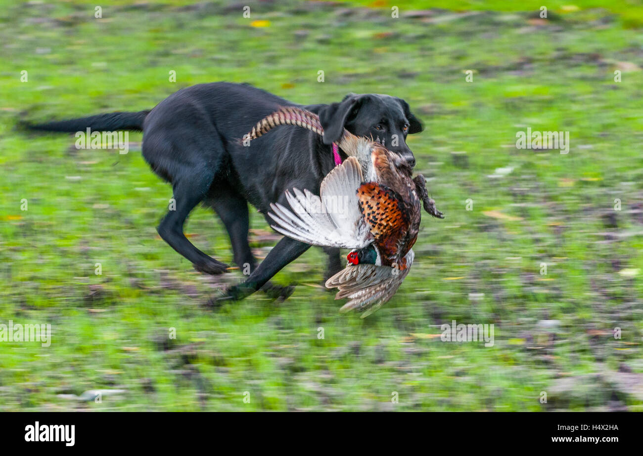 A Black Labrador, gun dog, running after retrieving a pheasant on an ...