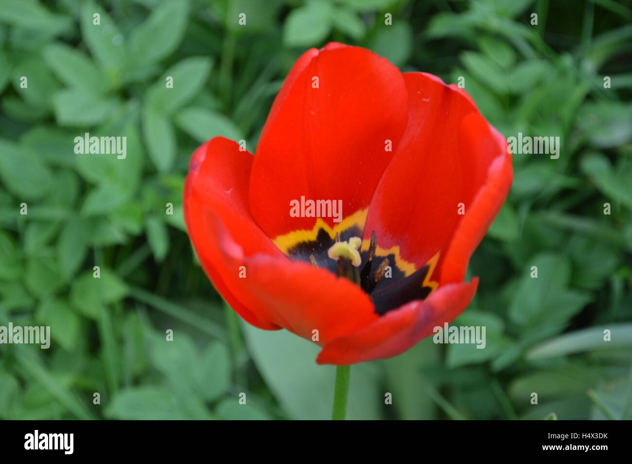 Tulip red hi-res stock photography and images - Alamy