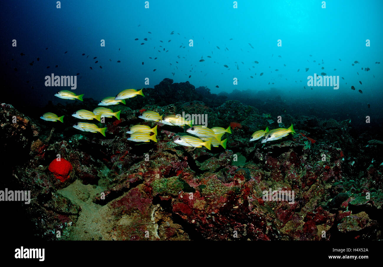 Shoal of fish on a reef, Red Sea, Djibouti, Africa Stock Photo - Alamy