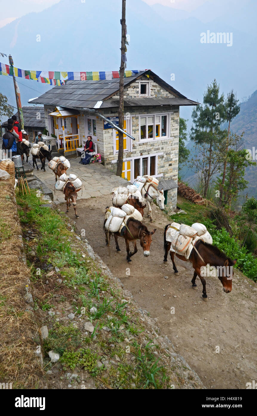 A mule string passes through the village of Kharikhola, Solukhumbu ...