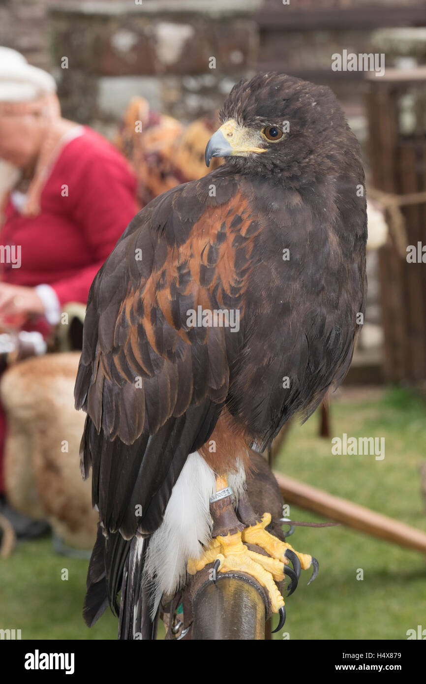 Falconry demonstrations at Berkeley Castle in Gloucestershire,England ...