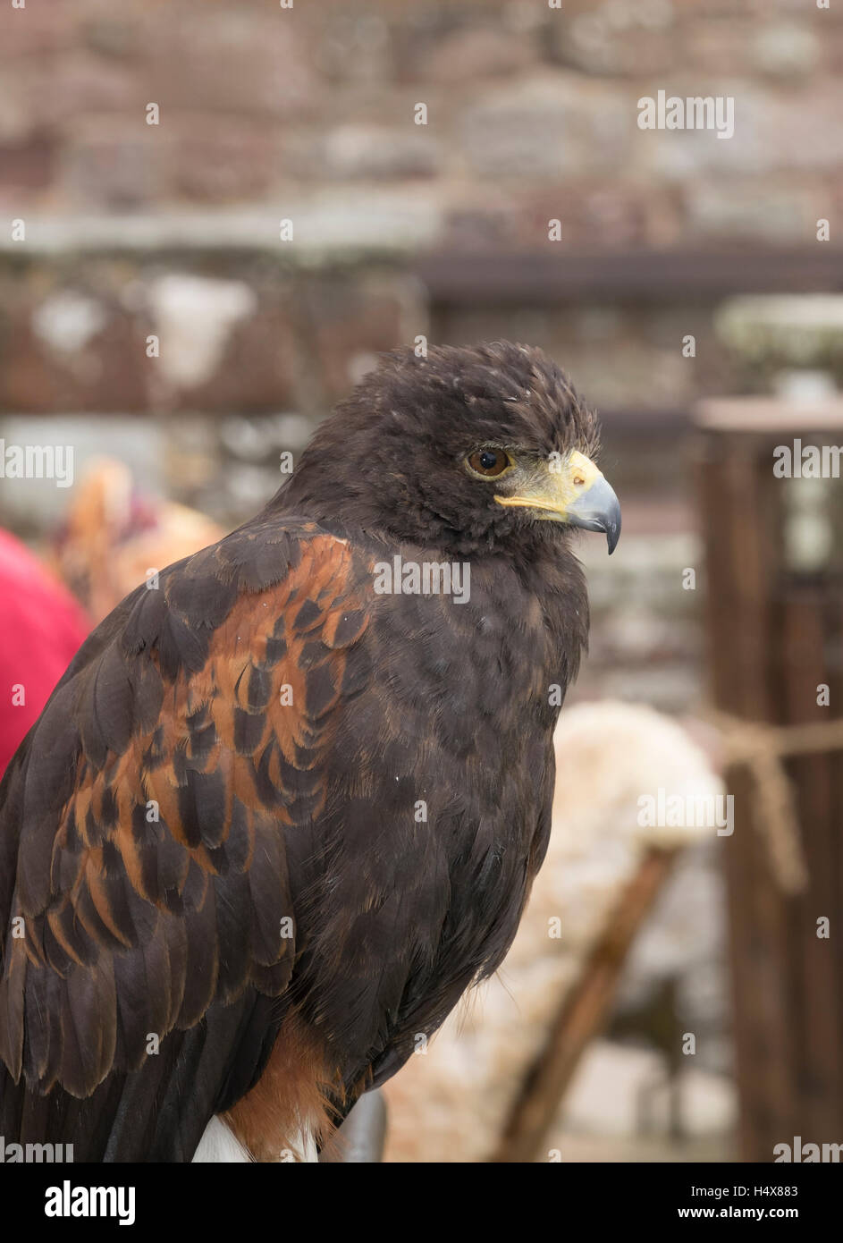 Falconry demonstrations at Berkeley Castle in Gloucestershire,England ...