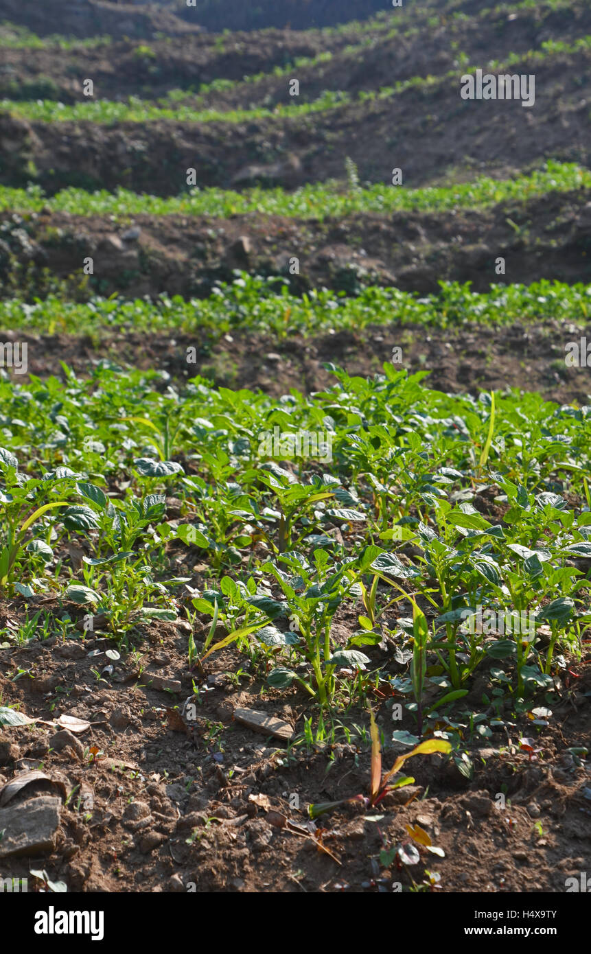 Young potato and corn plants in a terraced field near the village of ...