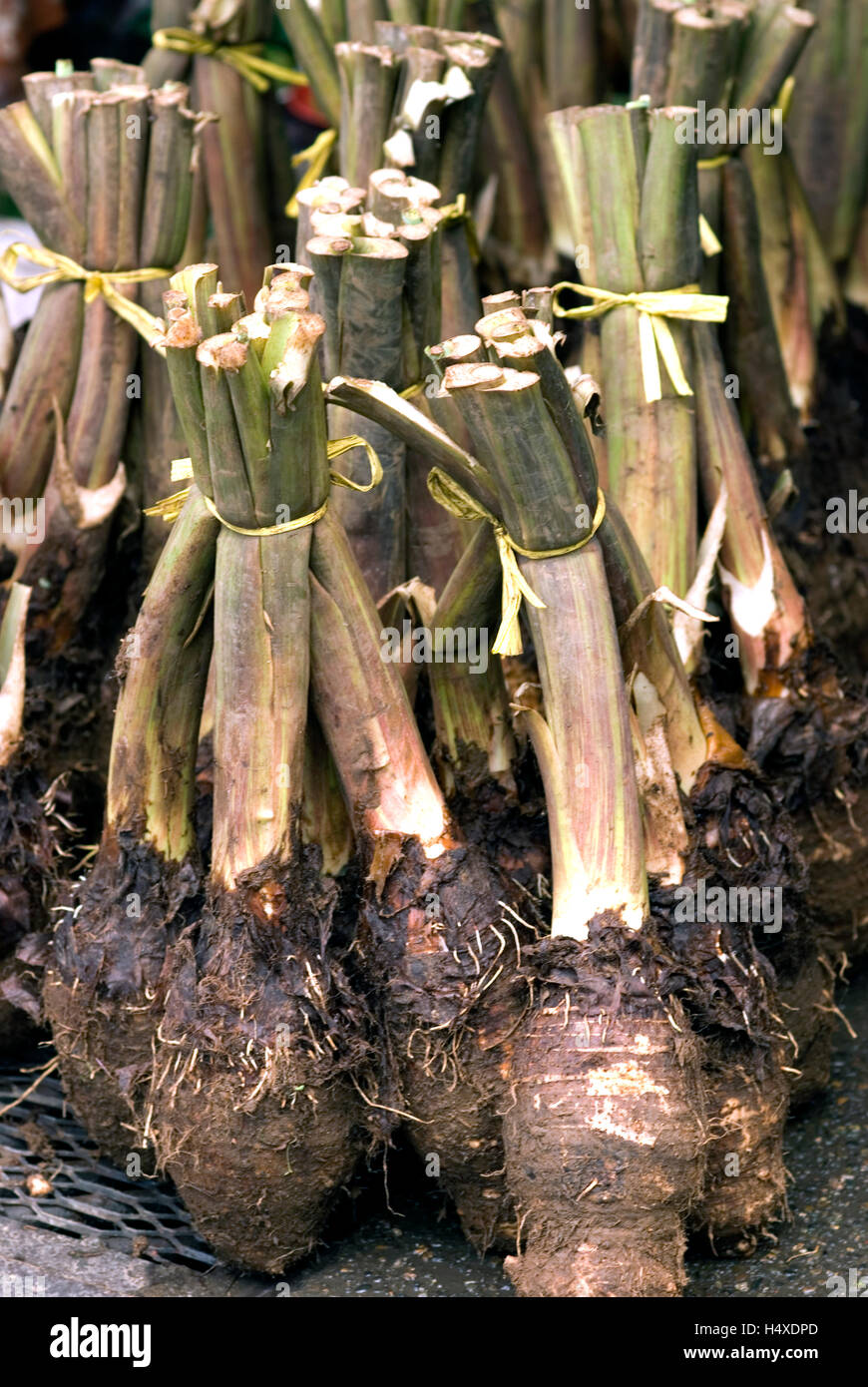 Fijian food hi-res stock photography and images - Alamy