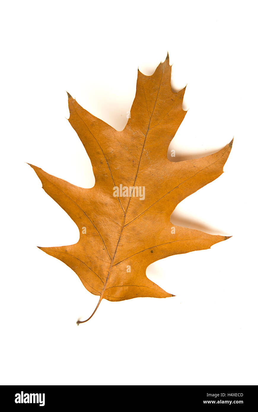 Fallen autumn leaf of a oak tree on over white Stock Photo - Alamy