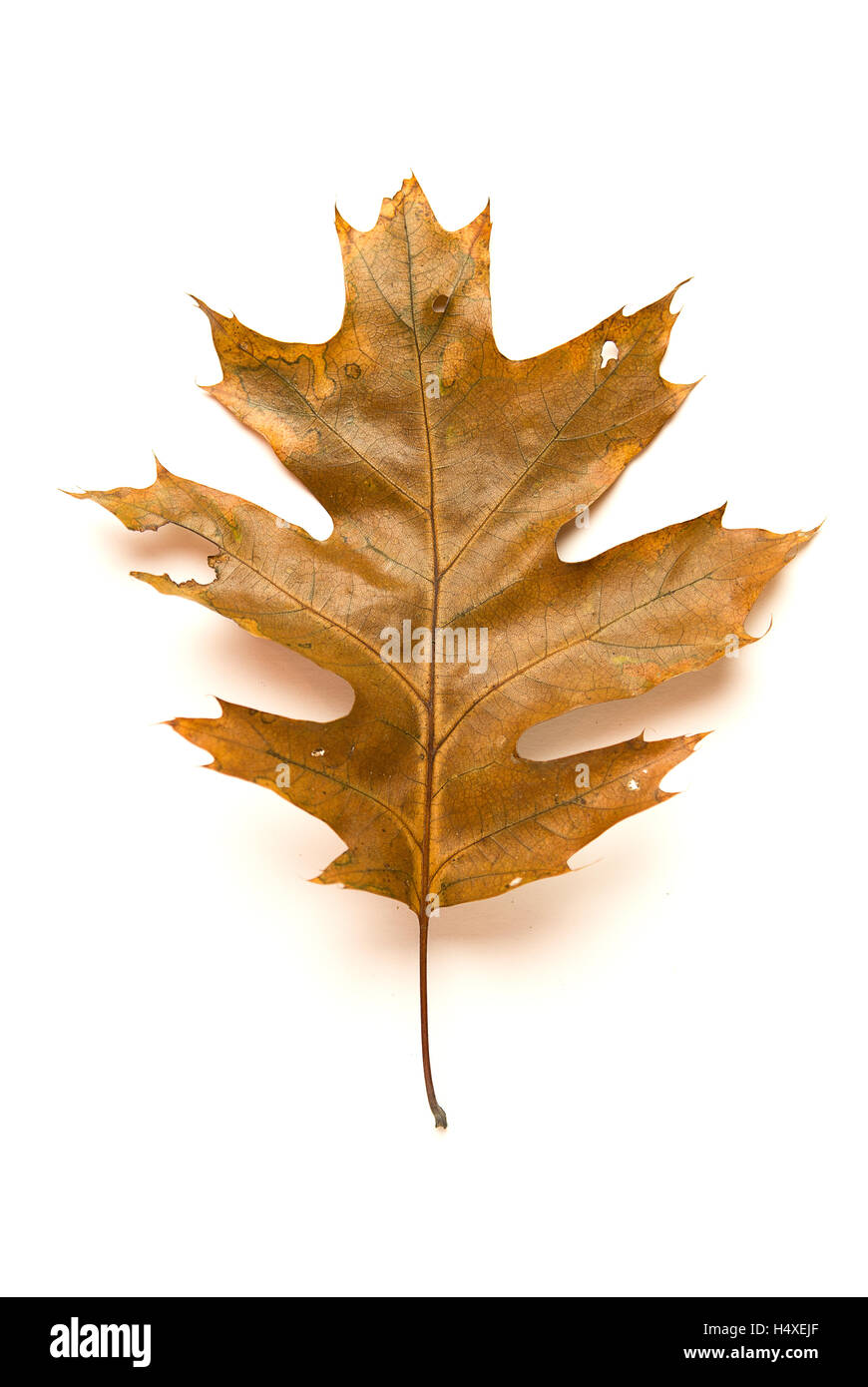 Fallen autumn leaf of a oak tree on over white Stock Photo - Alamy