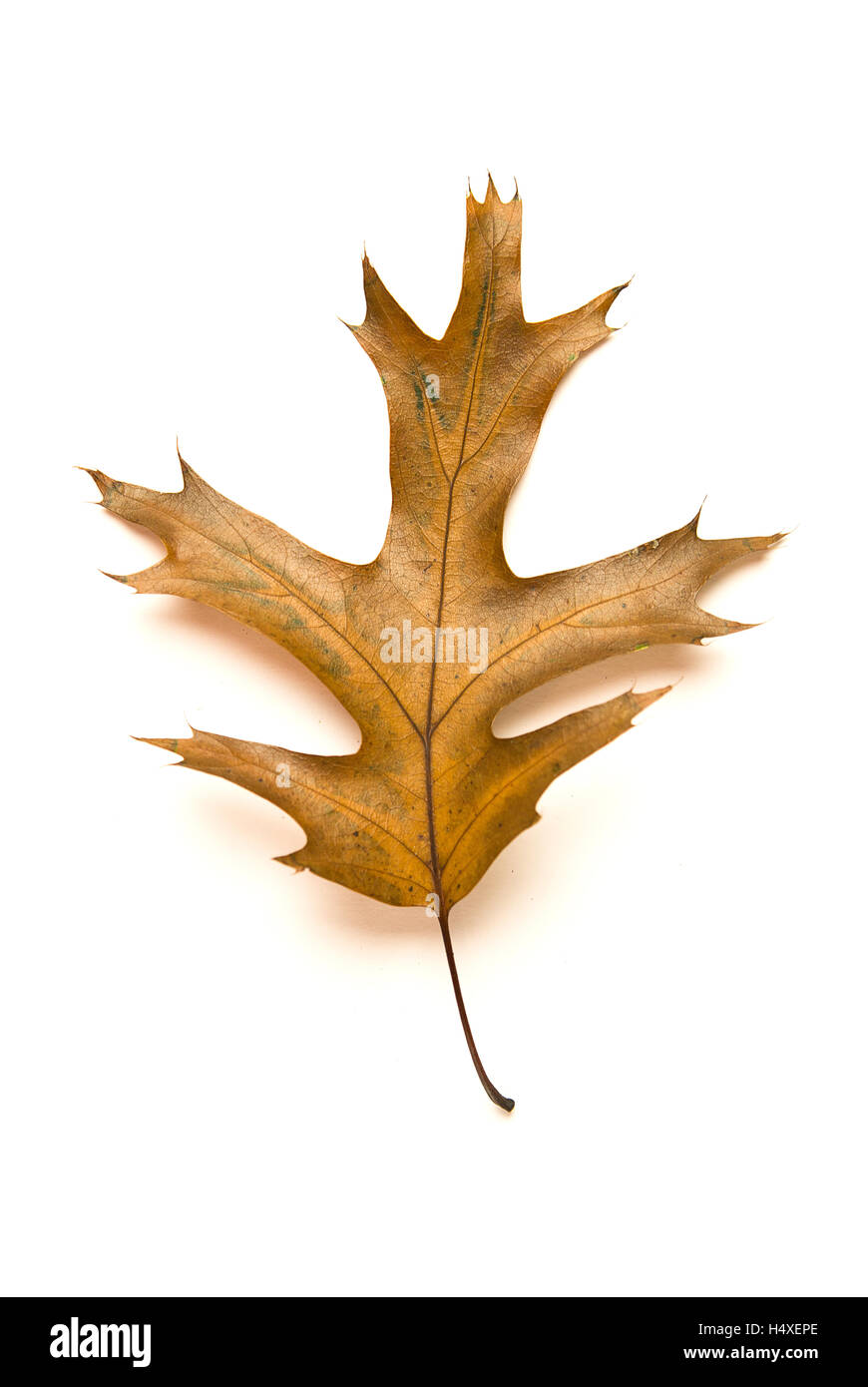 Oak tree Cut Out Stock Images & Pictures - Alamy