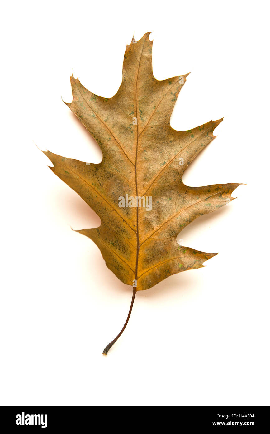 Fallen autumn leaf of a oak tree on over white Stock Photo - Alamy