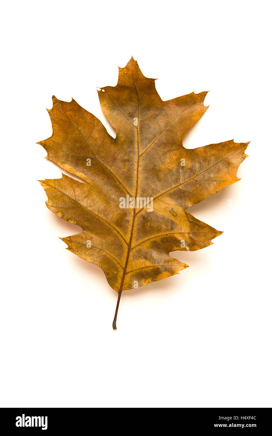 Fallen tree oak tree hi-res stock photography and images - Alamy
