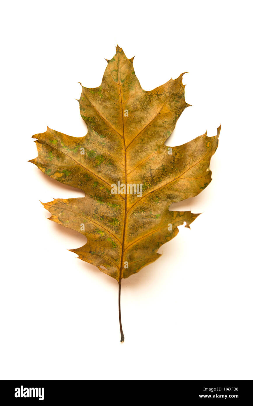 Fallen autumn leaf of a oak tree on over white Stock Photo - Alamy