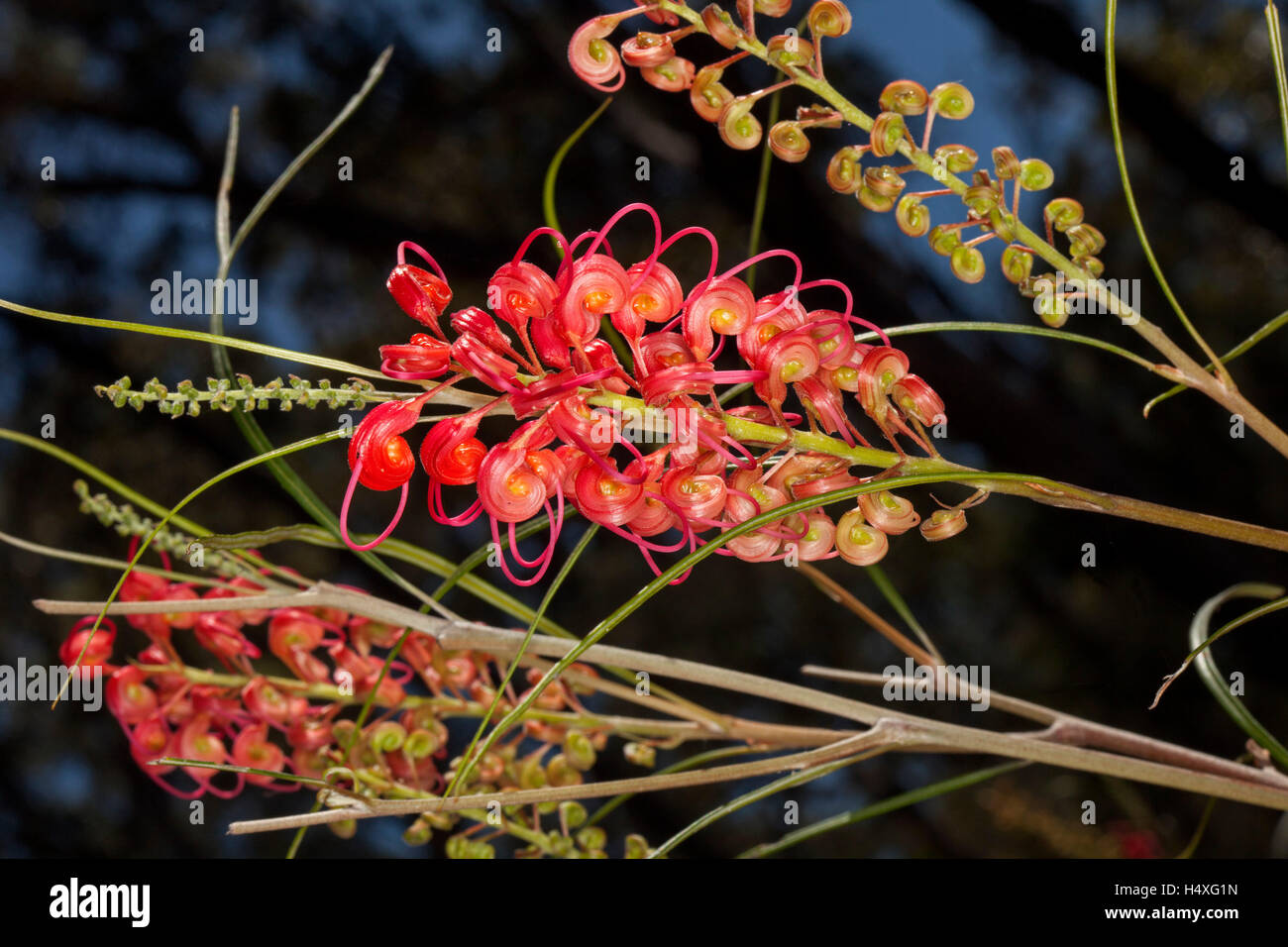 Cluster of stunning vivid red flowers & leaves of Grevillea longistyla ...