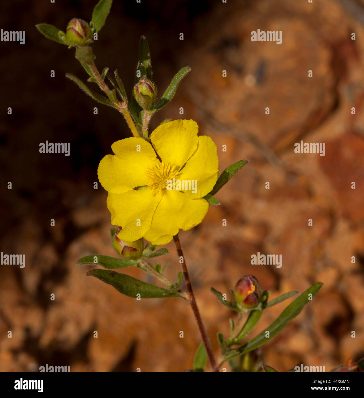 Hibbertia linearis hi-res stock photography and images - Alamy