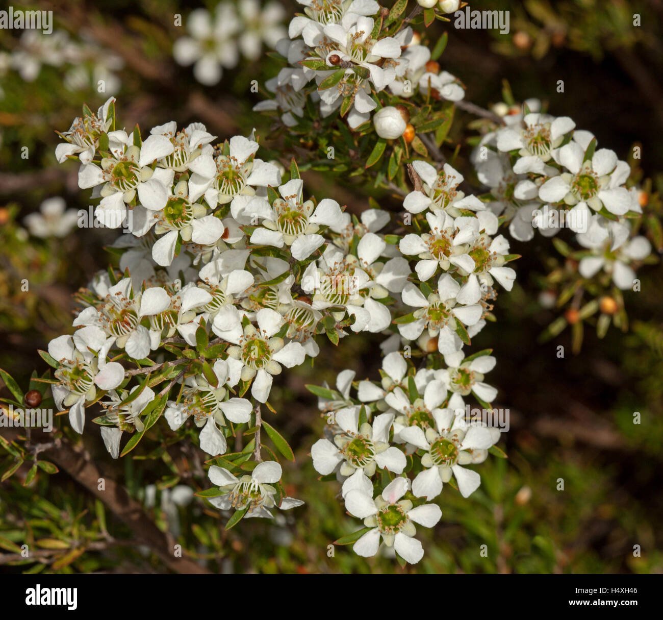 Cluster of white flowers with green centres & leaves of Leptospermum ...