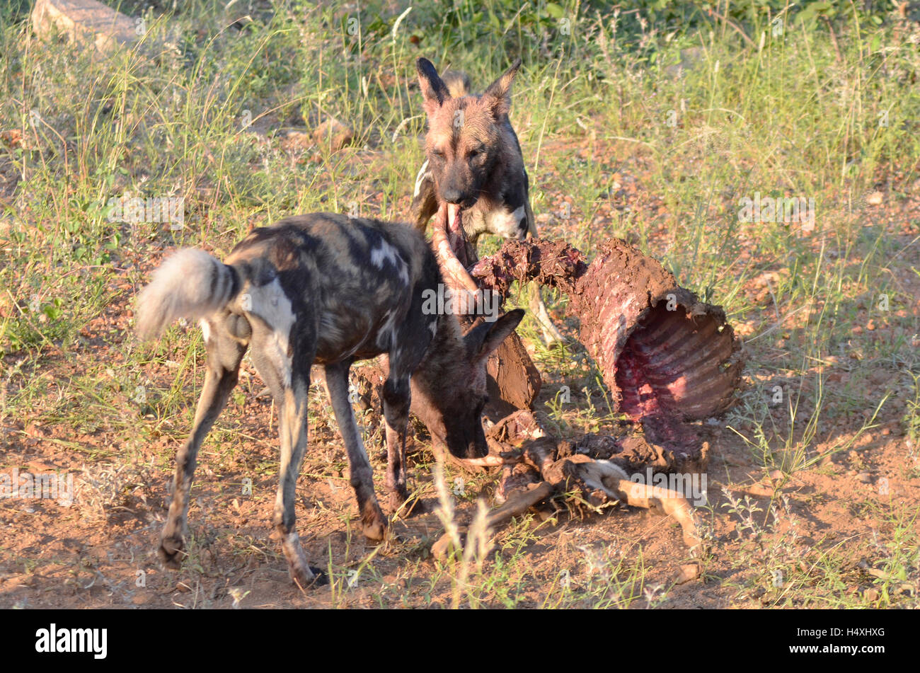 Africa wild dogs at their kill Stock Photo - Alamy