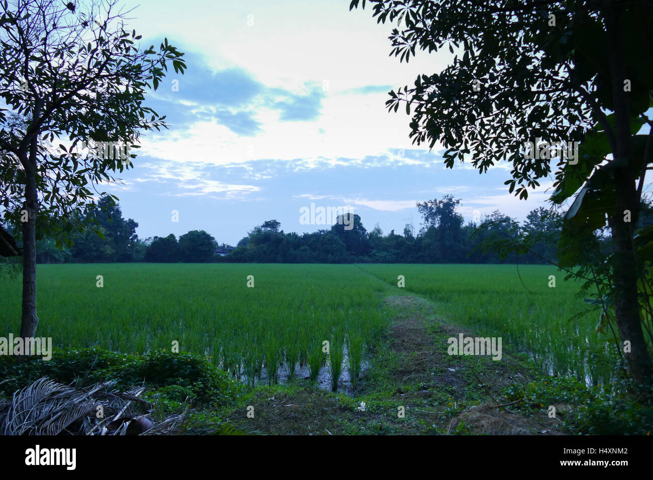 Paddy field at sunset hi-res stock photography and images - Alamy