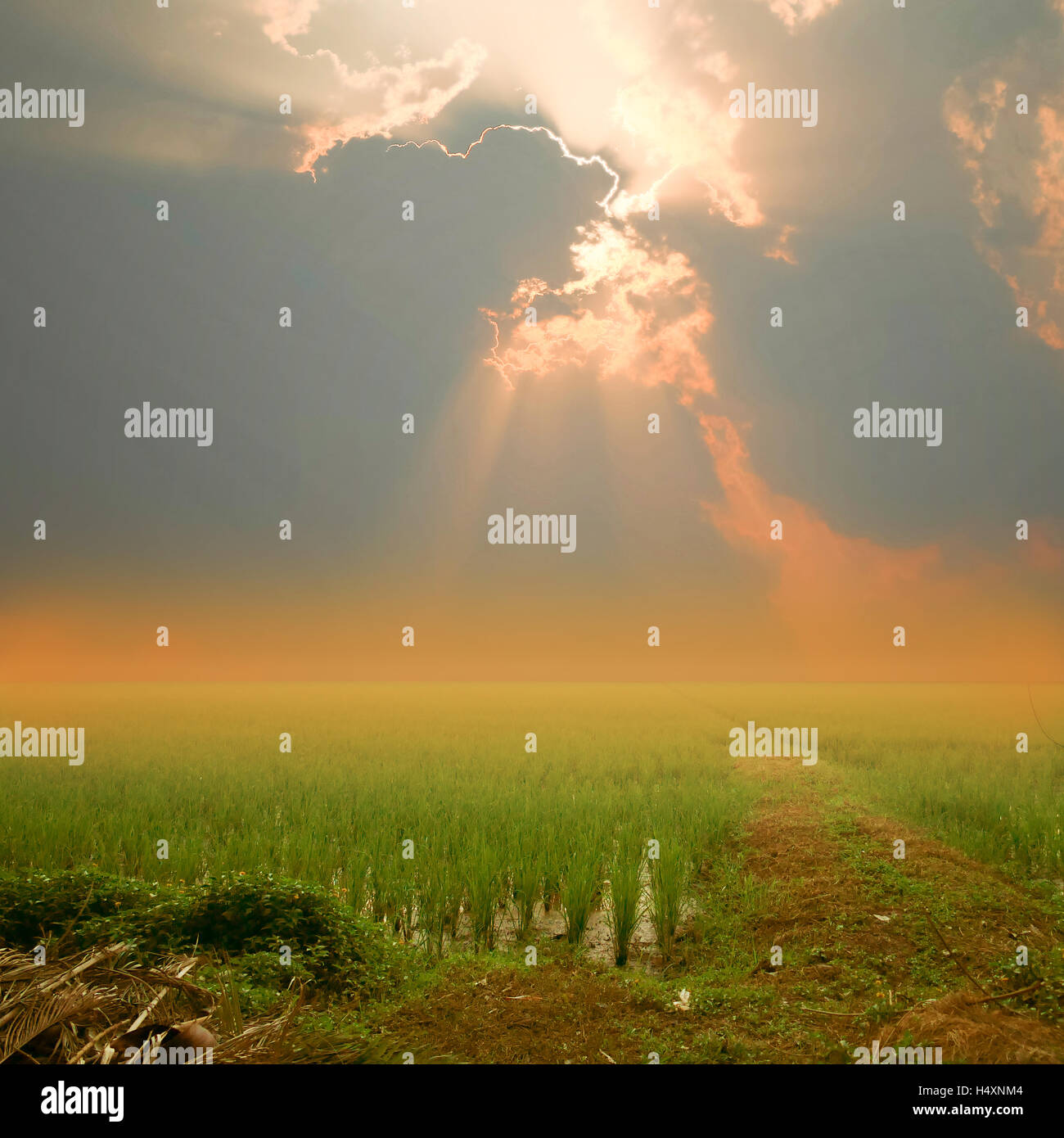 Paddy field at sunset hi-res stock photography and images - Alamy