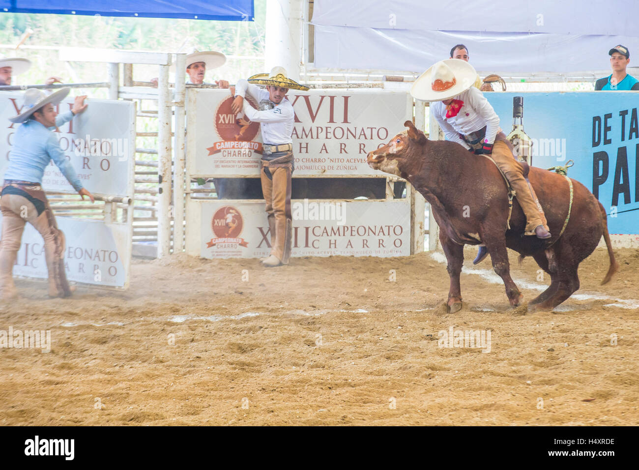 Charro Participates in a bull riding Competition at the 23rd ...