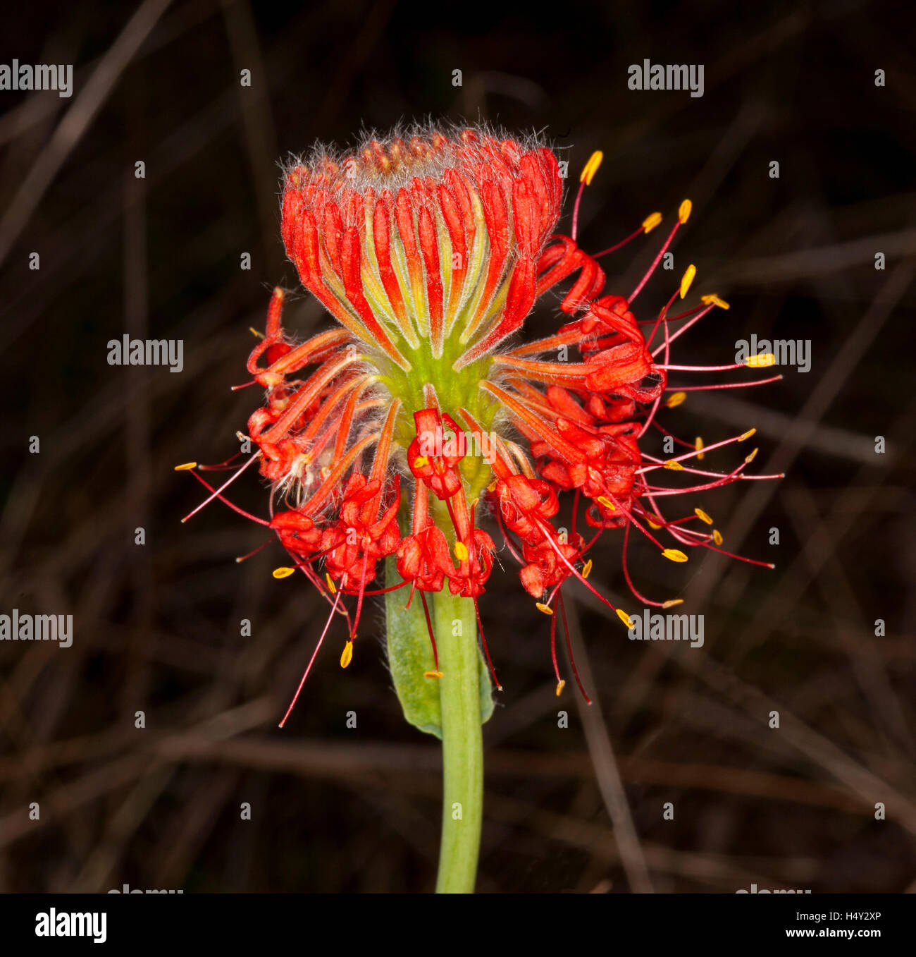 Spectacular vivid blood red flower of Pimelea haemostachys, unusual ...