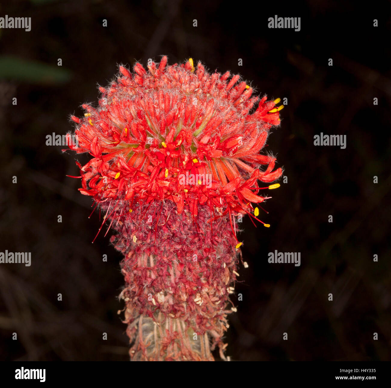 Vivid blood red flower of Pimelea haemostachys, stunning and unusual ...