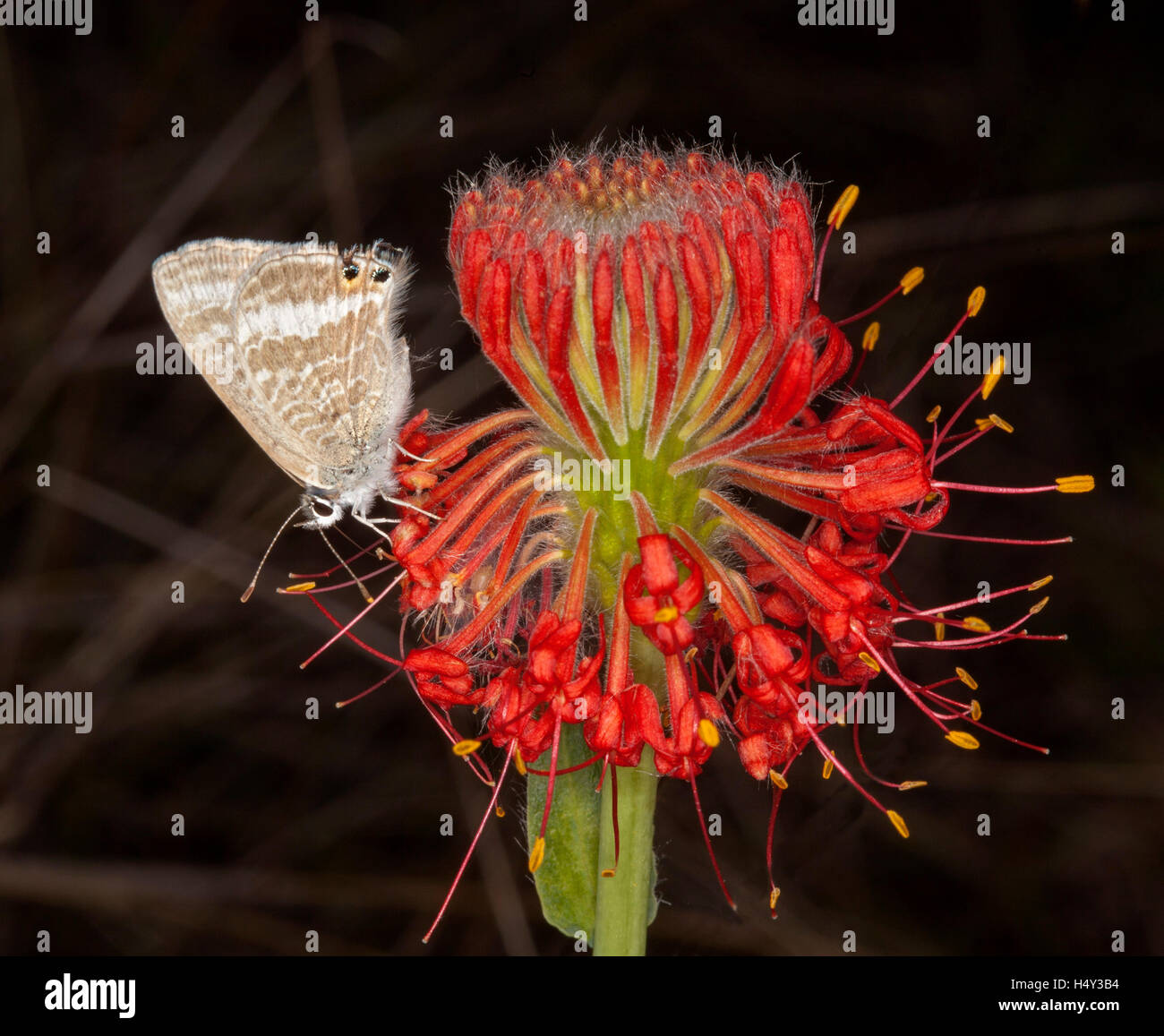 Stunning blood red flower of Pimelea haemostachys, unusual Australian ...