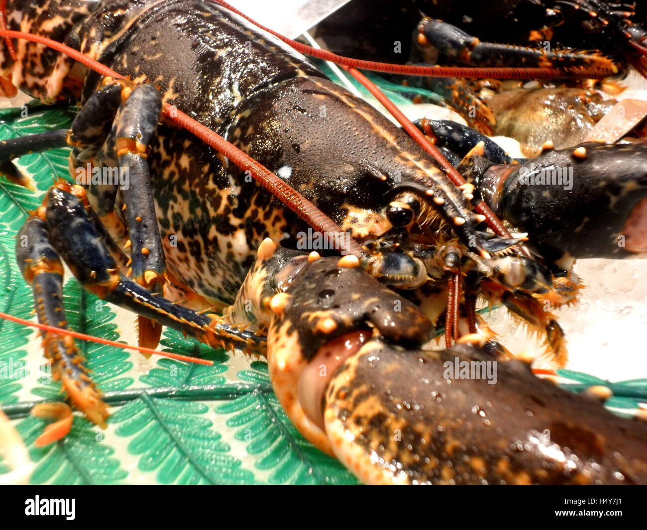 Blue lobster hi-res stock photography and images - Alamy