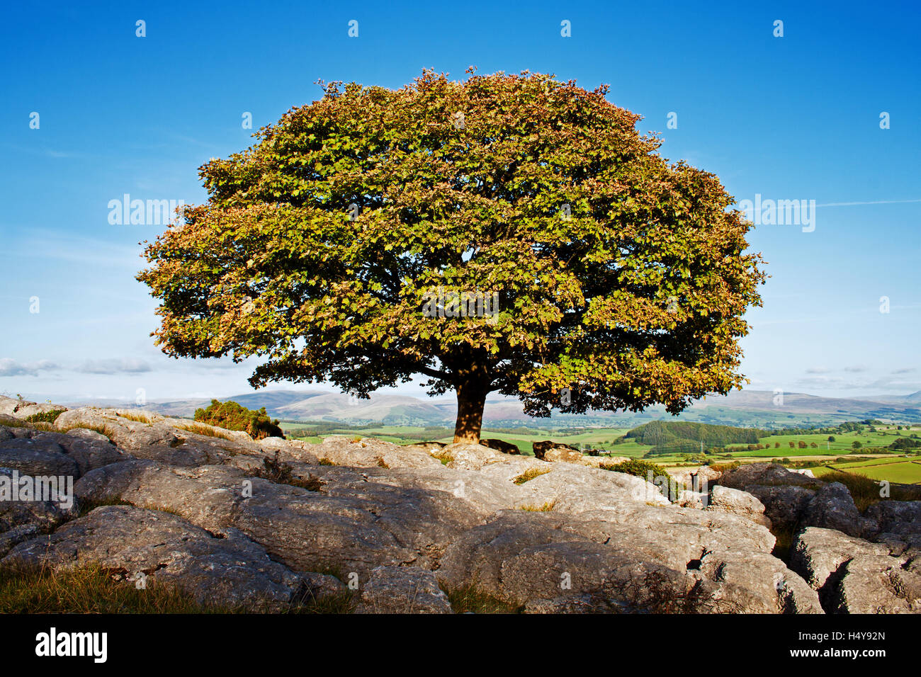 The proud tree Stock Photo - Alamy