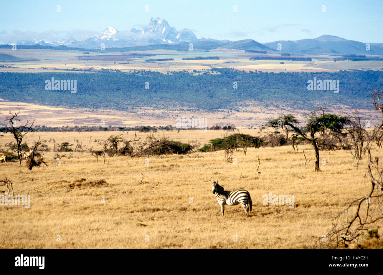 zebra and mount kenya, lewa downs, africa Stock Photo - Alamy