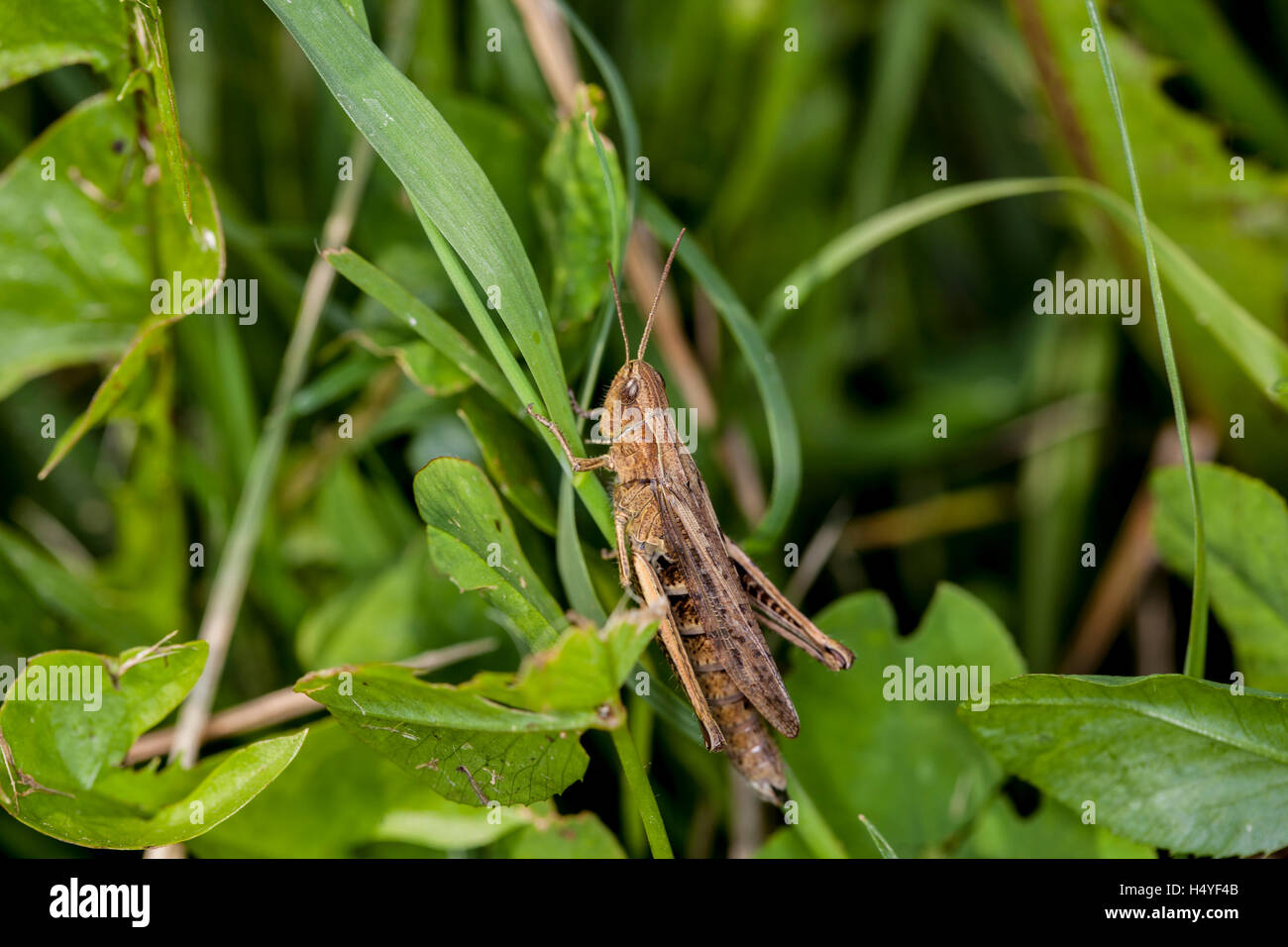 grasshopper sitting on the grass, picturee from above Stock Photo - Alamy