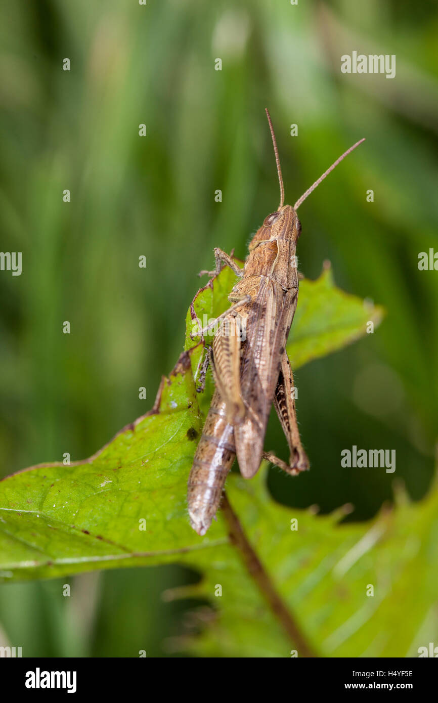 grasshopper sitting on the grass, view from the side Stock Photo - Alamy