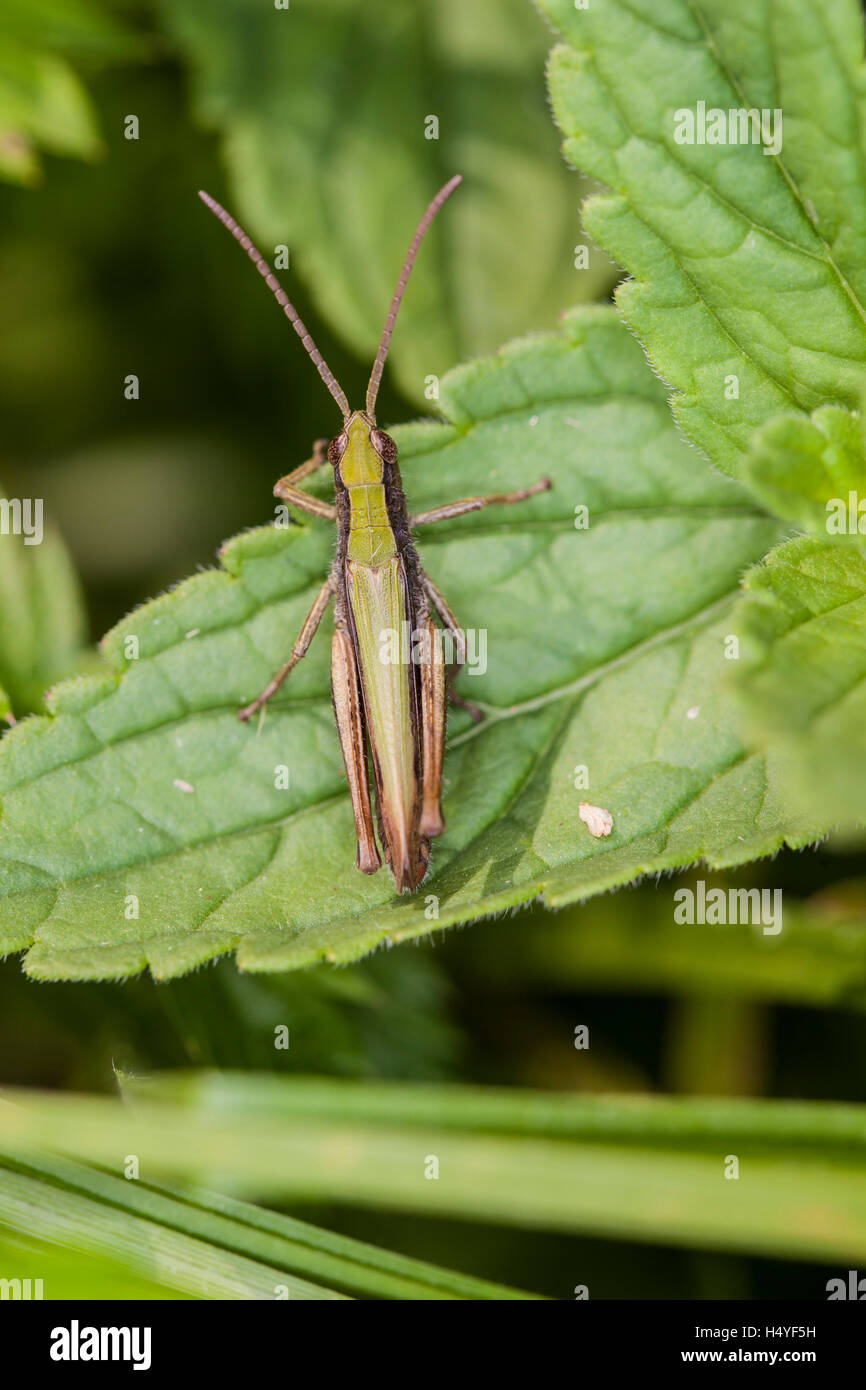 grasshopper sitting on the grass, top view Stock Photo - Alamy