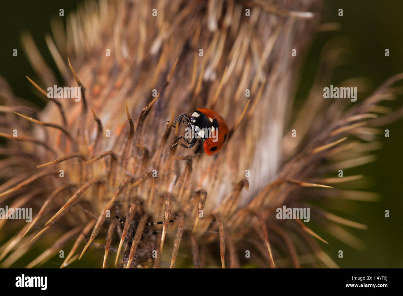 ladybug walking on a dry thistle Stock Photo - Alamy