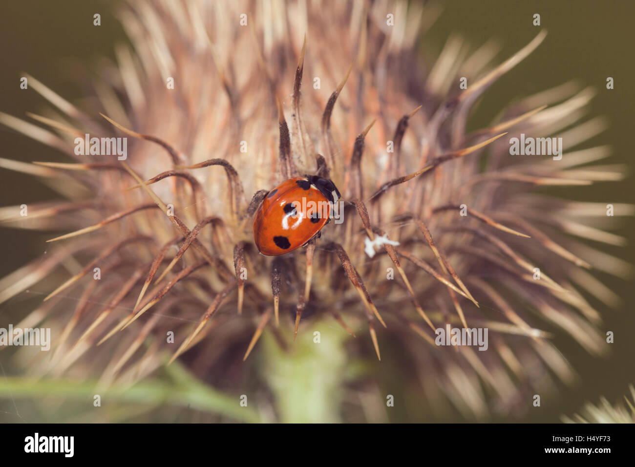vintage picture ladybugs Stock Photo - Alamy