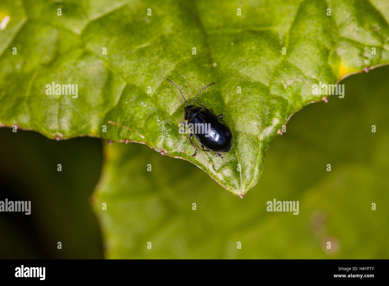 Gryllus species hi-res stock photography and images - Alamy