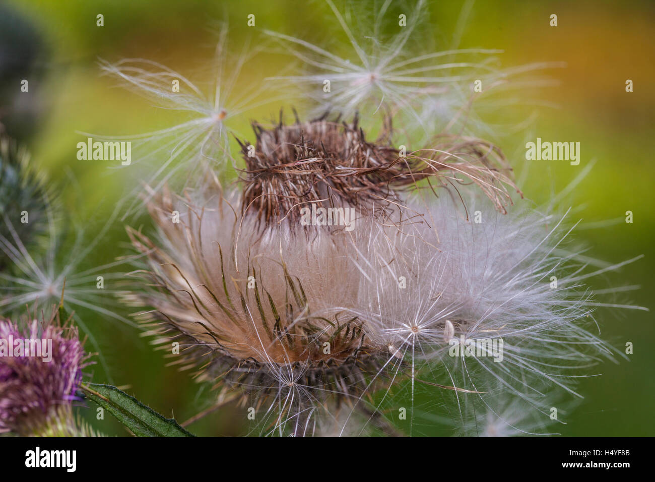 dry weed common Stock Photo - Alamy