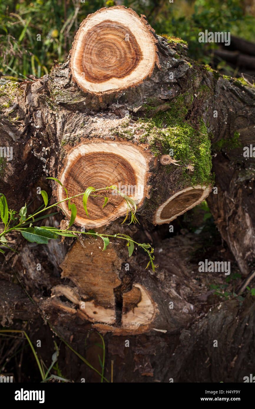 trunk felled tree Stock Photo - Alamy