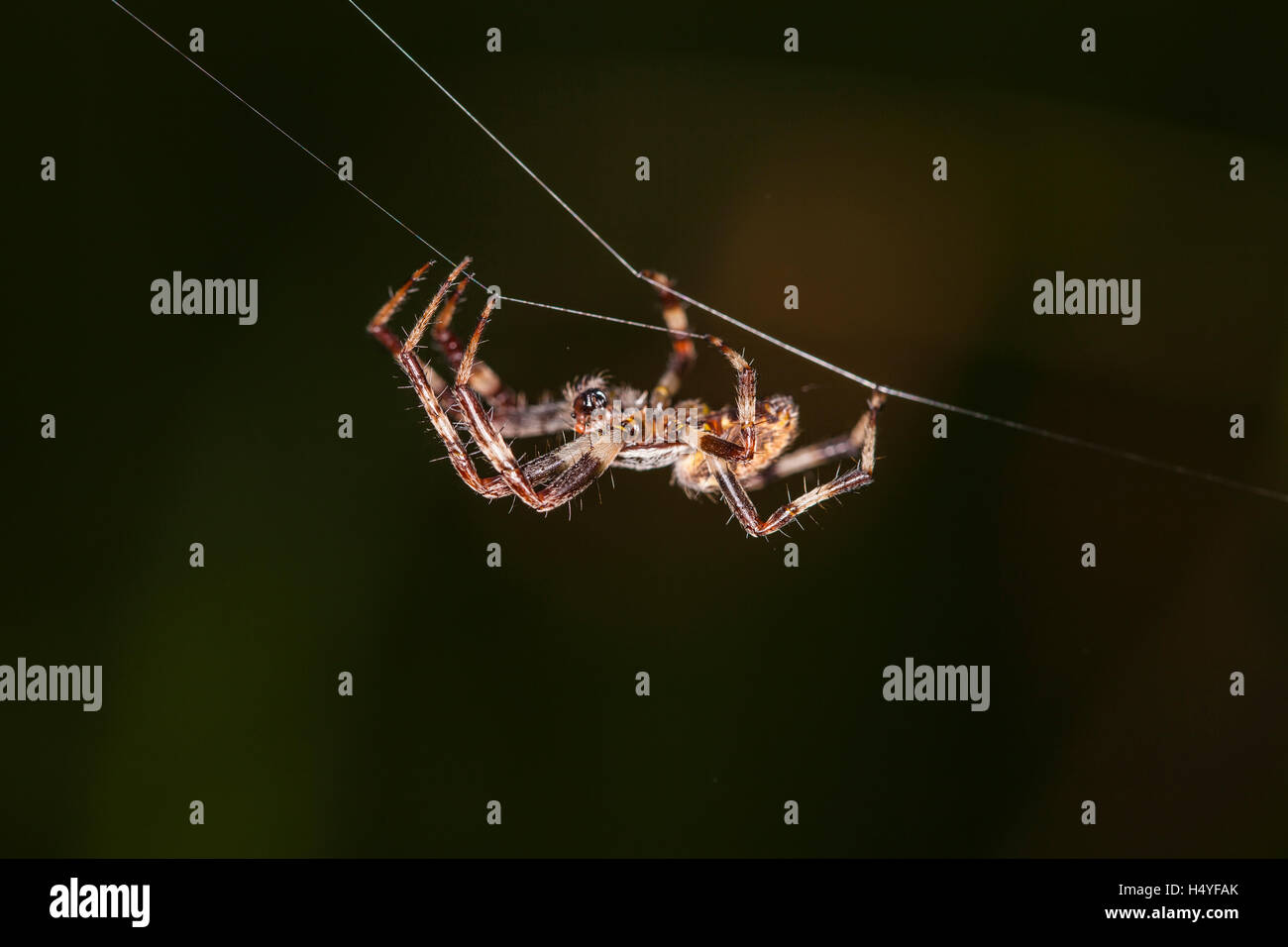 spider winds spider-web Stock Photo - Alamy