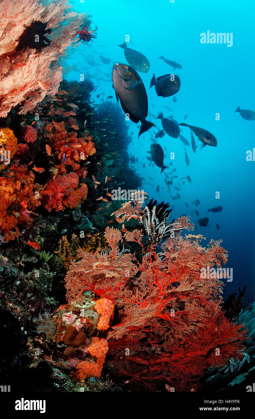 Grey Elongate surgeonfish (Acanthurus mata), Komodo, Indo-Pacific ...